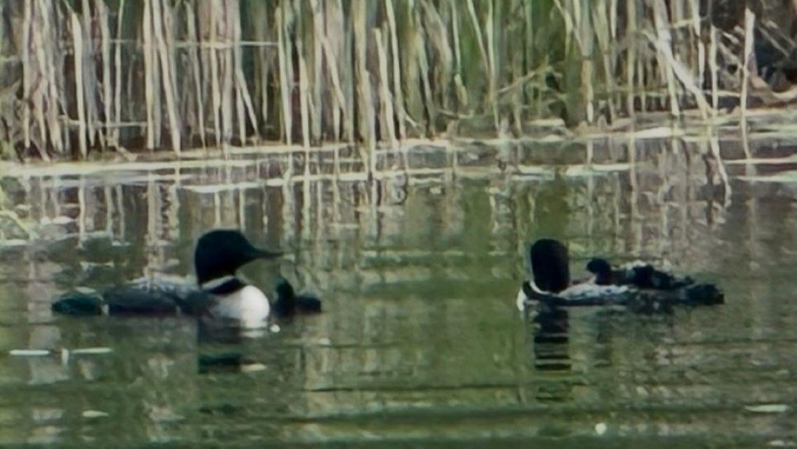 Home - Lake George Conservation Club